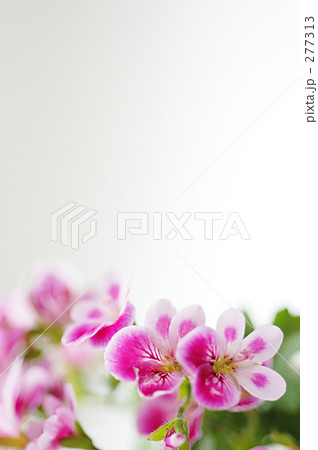 ペラルゴニウムの写真素材 [277313] - PIXTA
