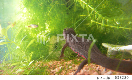 Fire Belly Newt Tank