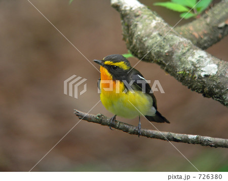 キビタキの写真素材 [726380] - PIXTA