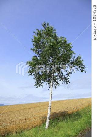 Single Birch Tree