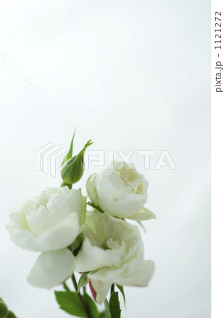 白バラの花の写真素材 [1121272] - PIXTA