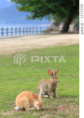 うさぎの写真素材 [1272349] - PIXTA