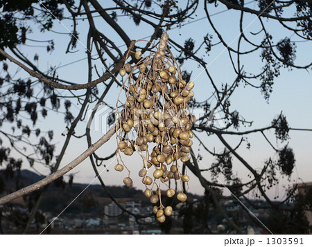 センダンの実の写真素材 [1303591] - PIXTA