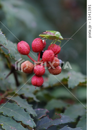 山椒の実とカメムシの写真素材 [1341391] - PIXTA