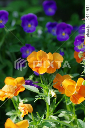 パンジーの写真素材 [1444954] - PIXTA