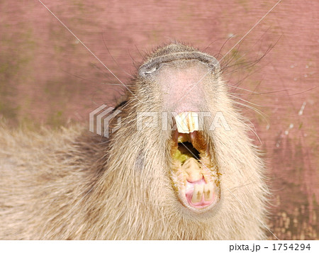 Capybara Teeth