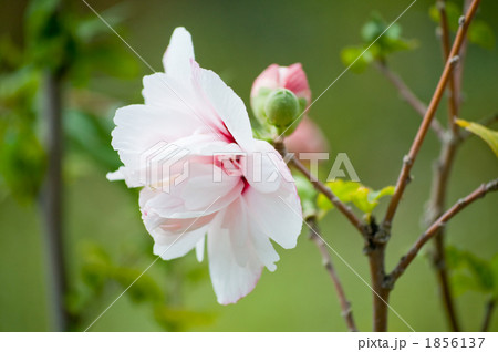 スイフヨウの写真素材 [1856137] - PIXTA