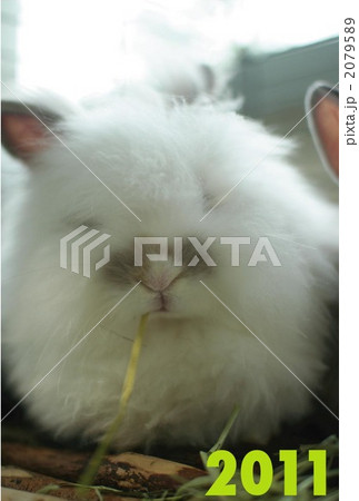 2011うさぎ年賀状のイラスト素材 [2079589] - PIXTA