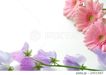 スイトピー ガーベラ 植物の写真素材 [2451567] - PIXTA