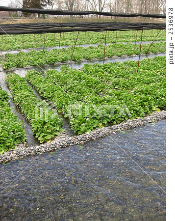 安曇野のわさび田の写真素材 [2536978] - PIXTA