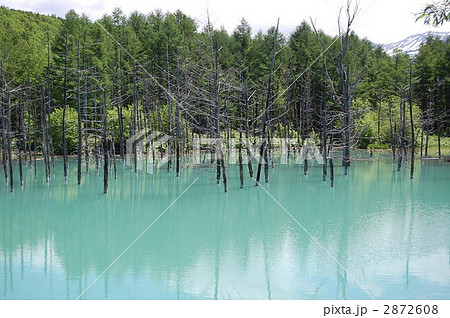 美瑛の「青い池」の写真素材 [2872608] - PIXTA
