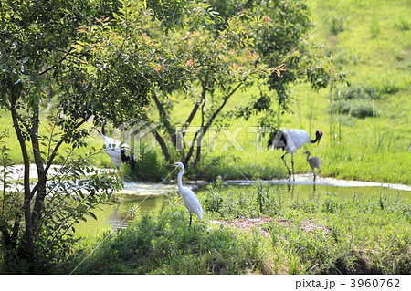 サギとツルの写真素材 [3960762] - PIXTA