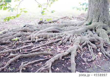 木の根の写真素材 [4558997] - PIXTA