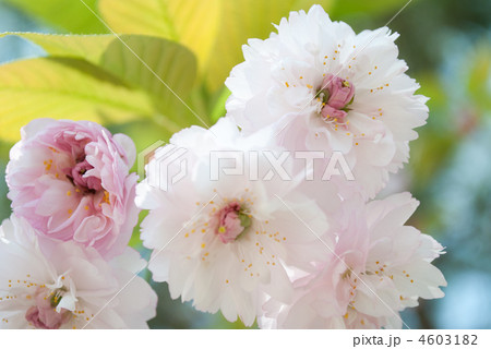 大村桜の写真素材 [4603182] - PIXTA