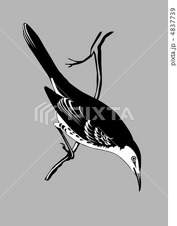 thrush silhouette on gray background, vector...のイラスト素材 [4837739] - PIXTA