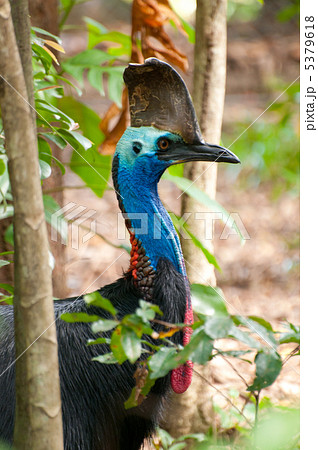 Cassowary Eating