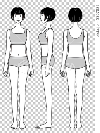 Female body frontal transverse posterior view - Stock Illustration ...