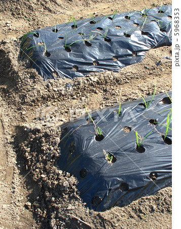 黒マルチシートの写真素材 [5968353] - PIXTA