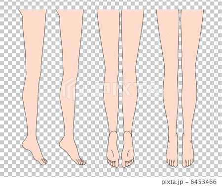 Body parts legs - Stock Illustration [6453466] - PIXTA