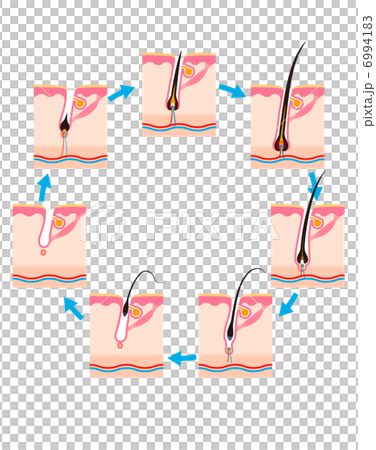 Hair cycle life of hair - Stock Illustration [6994183] - PIXTA