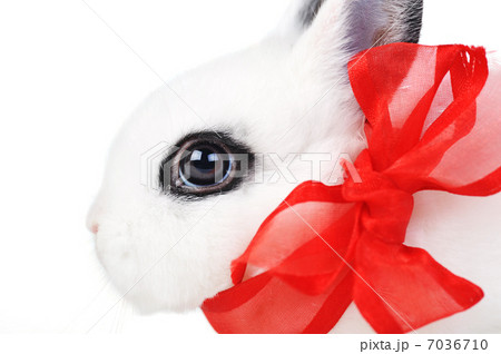 rabbit with red ribbonの写真素材 [7036710] - PIXTA