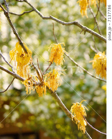 オウゴンガシワ 花言葉：自由 Quercus aliena Blume cv.Luteaの写真素材 [7137786] - PIXTA