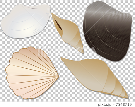 Shellfish material - Stock Illustration [7548719] - PIXTA