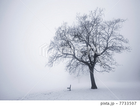 Winter tree in fogの写真素材 [7733507] - PIXTA