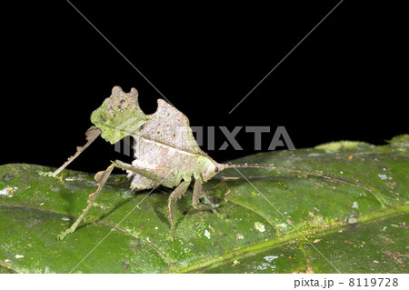 Katydid Bite Northland Nature: Orthoptera Chirp Away In August