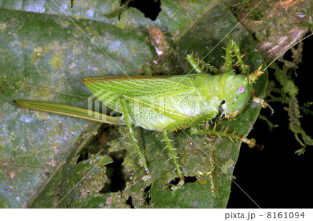 Thorny Devil katydid (Panacanthus cuspidatus)...の写真素材 [8161094] - PIXTA