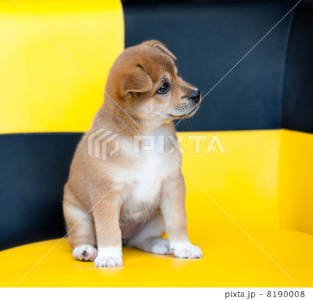 pretty puppyの写真素材 [8190008] - PIXTA