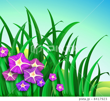 A garden with violet flowersのイラスト素材 [8417923] - PIXTA