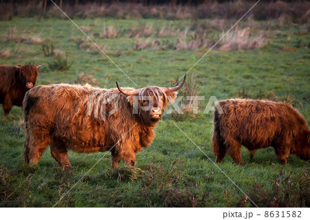 Highland cattle outdoorsの写真素材 [8631582] - PIXTA