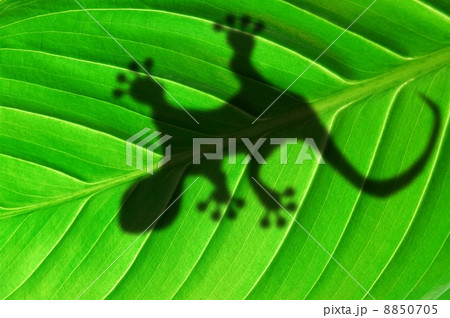 gecko shadow on leafの写真素材 [8850705] - PIXTA