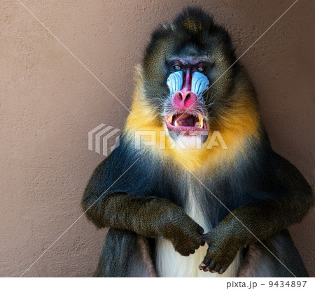 Angry Baboon Face