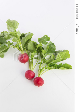 ラディッシュの写真素材 [10016833] - PIXTA