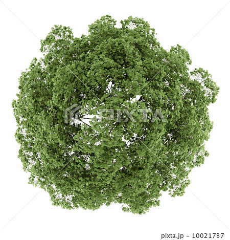 top view of common maple tree isolated on white...のイラスト素材 [10021737 ...