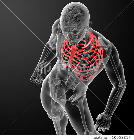 3d render illustration of the rib cage - top viewのイラスト素材 [10058817] - PIXTA