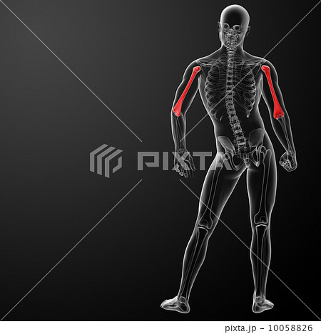 3d rendered humerus bone - back viewのイラスト素材 [10058826] - PIXTA