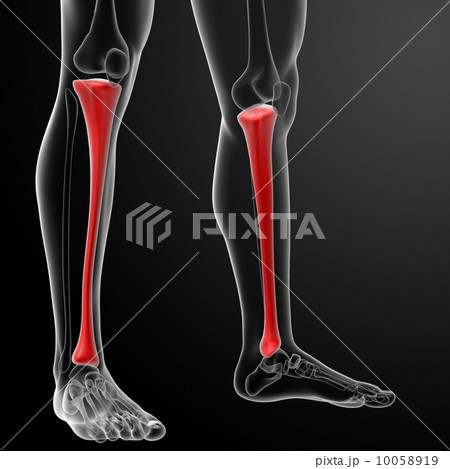 3d render human tibia - side viewのイラスト素材 [10058919] - PIXTA