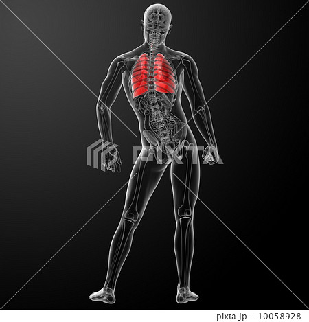 3d rendered illustration of lung - back viewのイラスト素材 [10058928] - PIXTA