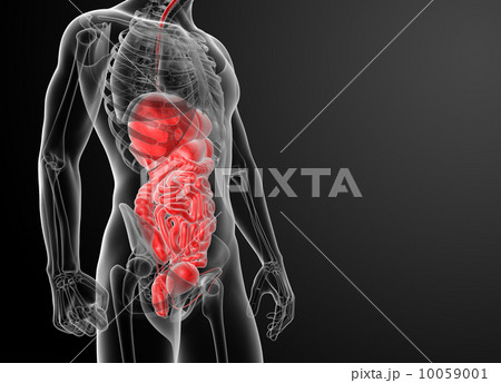 Human digestive system - side viewのイラスト素材 [10059001] - PIXTA