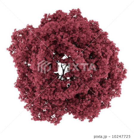 top view of red maple tree isolated on white...のイラスト素材 [10247725] - PIXTA