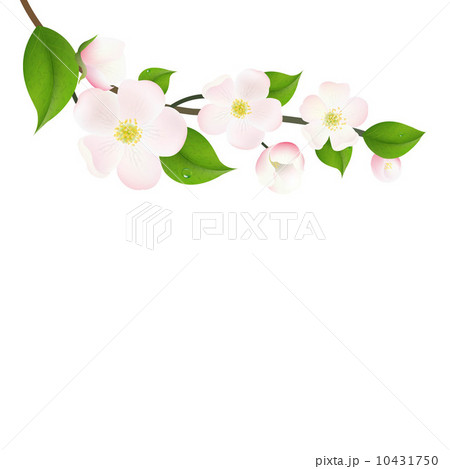 Pastel Apple Tree Flowersのイラスト素材 [10431750] - PIXTA
