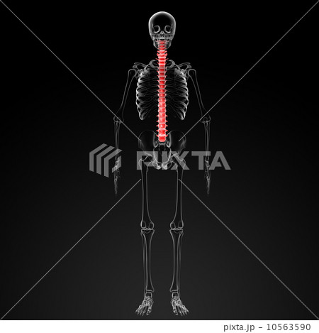 human spineのイラスト素材 [10563590] - PIXTA