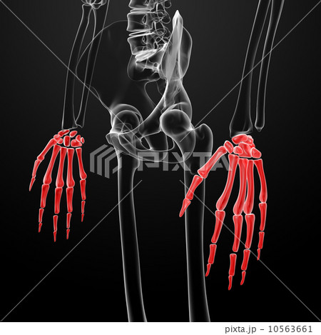 3d render skeleton visible handのイラスト素材 [10563661] - PIXTA