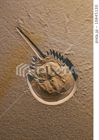 Horseshoe Crab Fossil CUHK Researchers Discovered Hidden Genetic