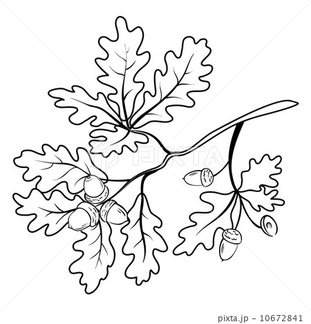 Oak Tree Branch Drawing