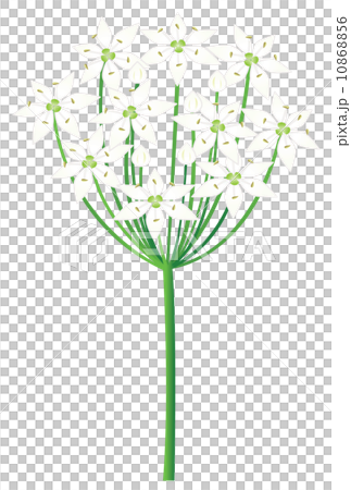 Nira Flower - Stock Illustration [10868856] - PIXTA