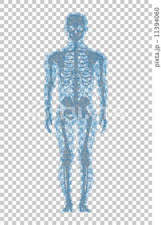Human skeleton - Stock Illustration [11394060] - PIXTA
